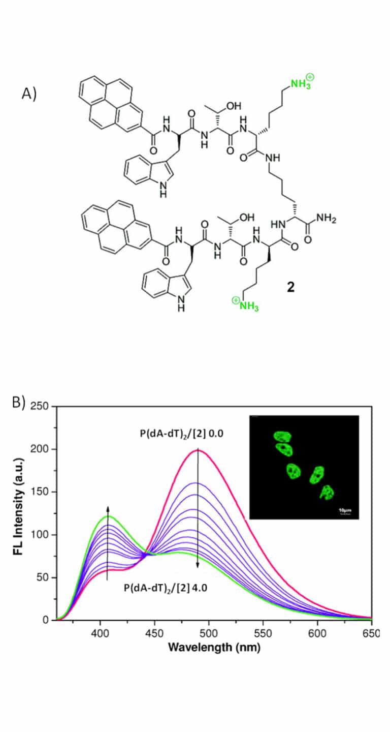 Fluorescent Peptides for Research - QYAOBIO