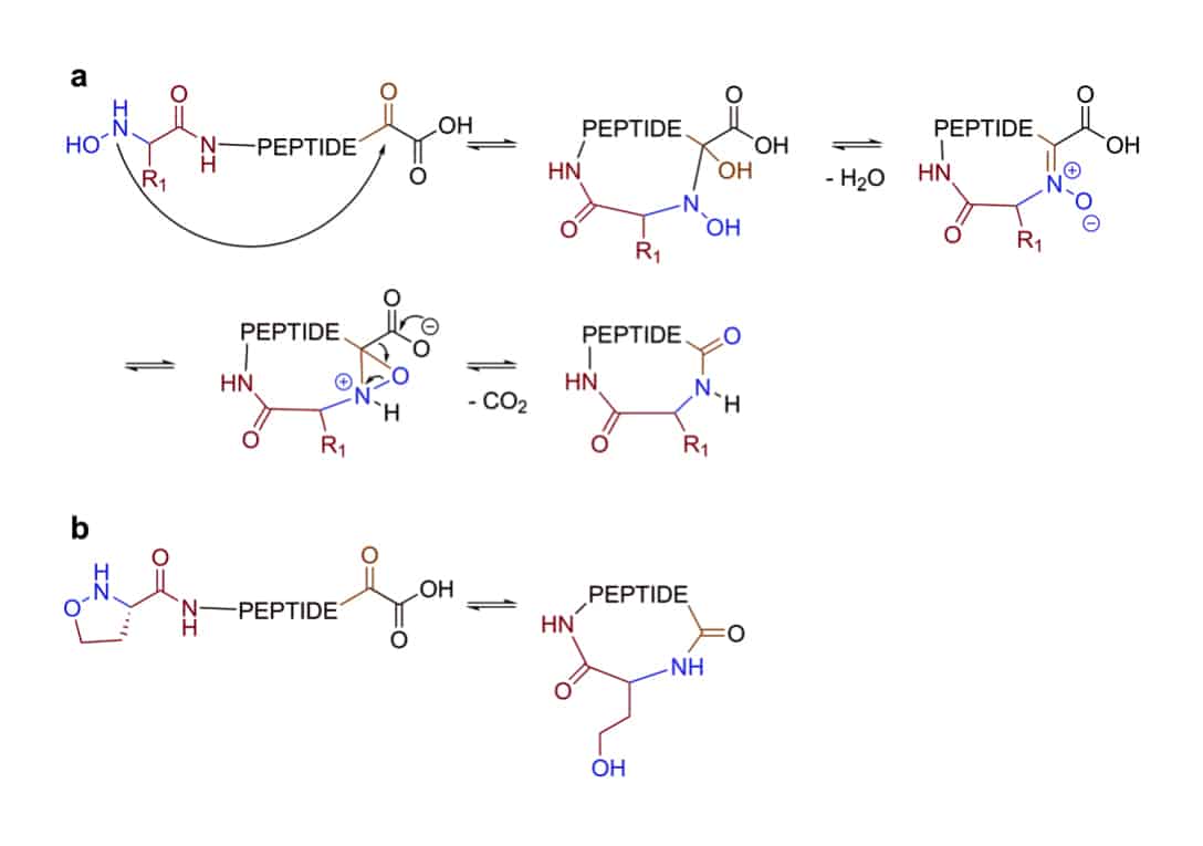 Amide Bond Formation in Cyclization - Amide Bond Cyclization - QYAOBIO