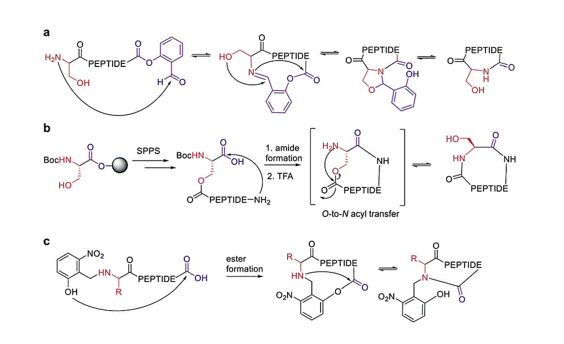 Amide Bond Formation in Cyclization - Amide Bond Cyclization - QYAOBIO