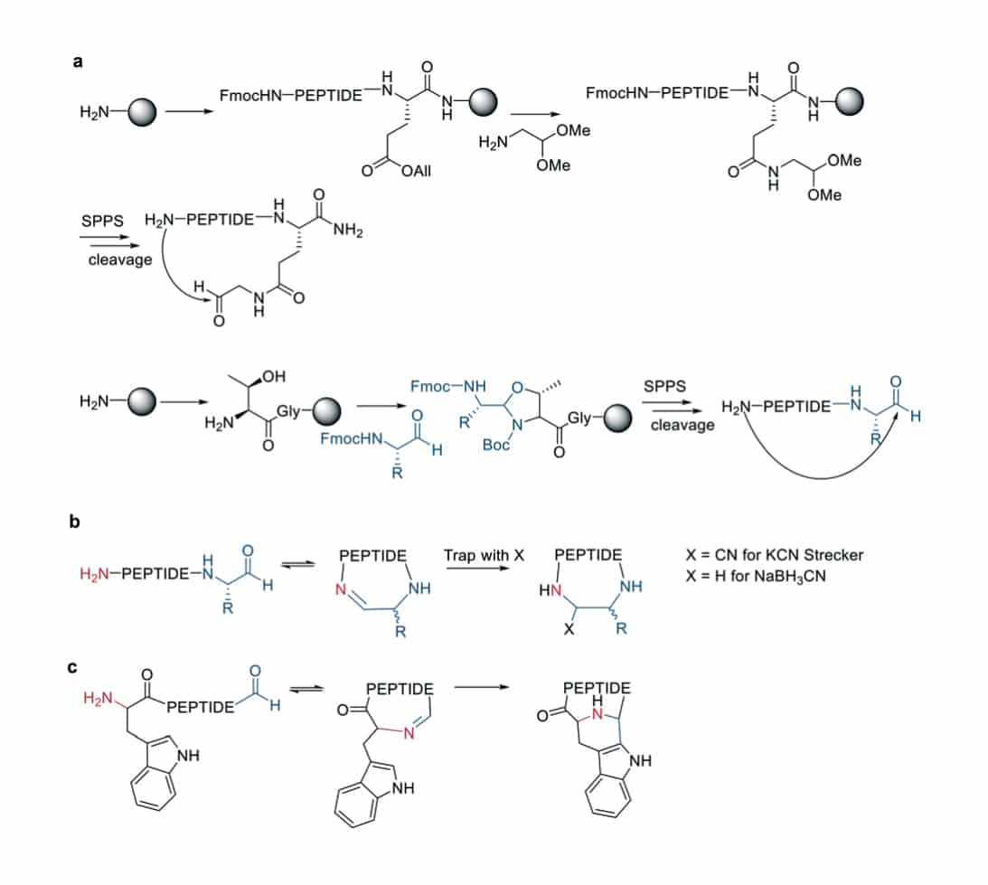 Amide Bond Formation in Cyclization - Amide Bond Cyclization - QYAOBIO