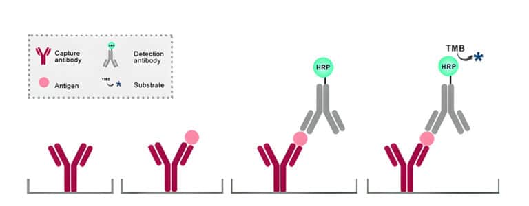 Antibody Pairing - Antibody Pairs - QYAOBIO
