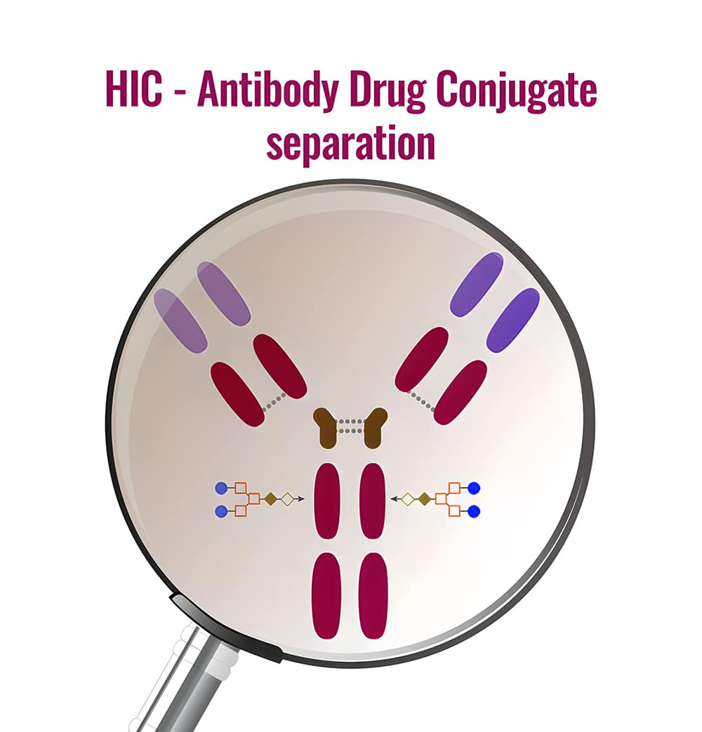 Hydrophobic Interaction Chromatography - HIC Purification - QYAOBIO