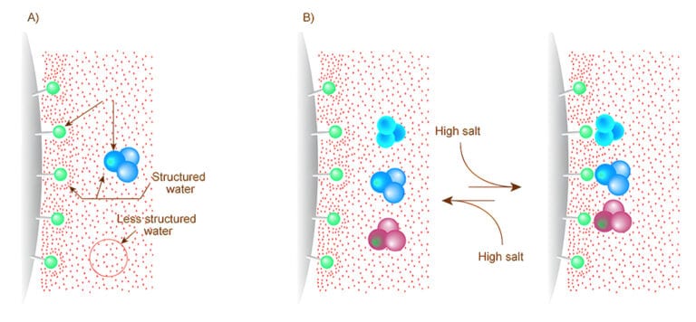 Hydrophobic Interaction Chromatography - HIC Purification - QYAOBIO