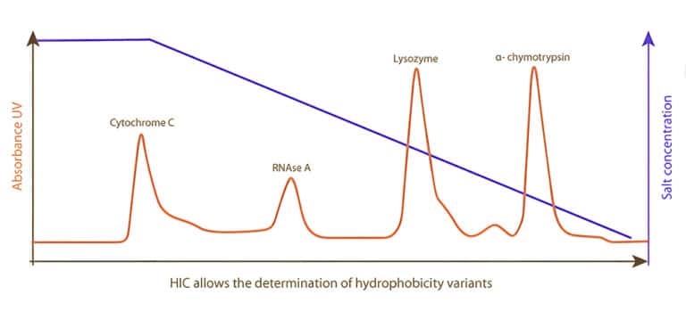 Hydrophobic Interaction Chromatography - HIC Purification - QYAOBIO
