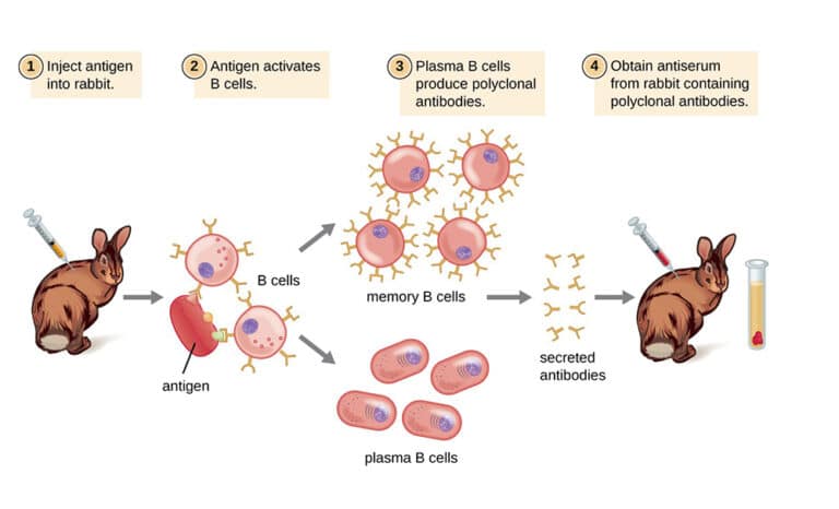 Polyclonal Antibody Production - Polyclonal Antibodies - QYAOBIO