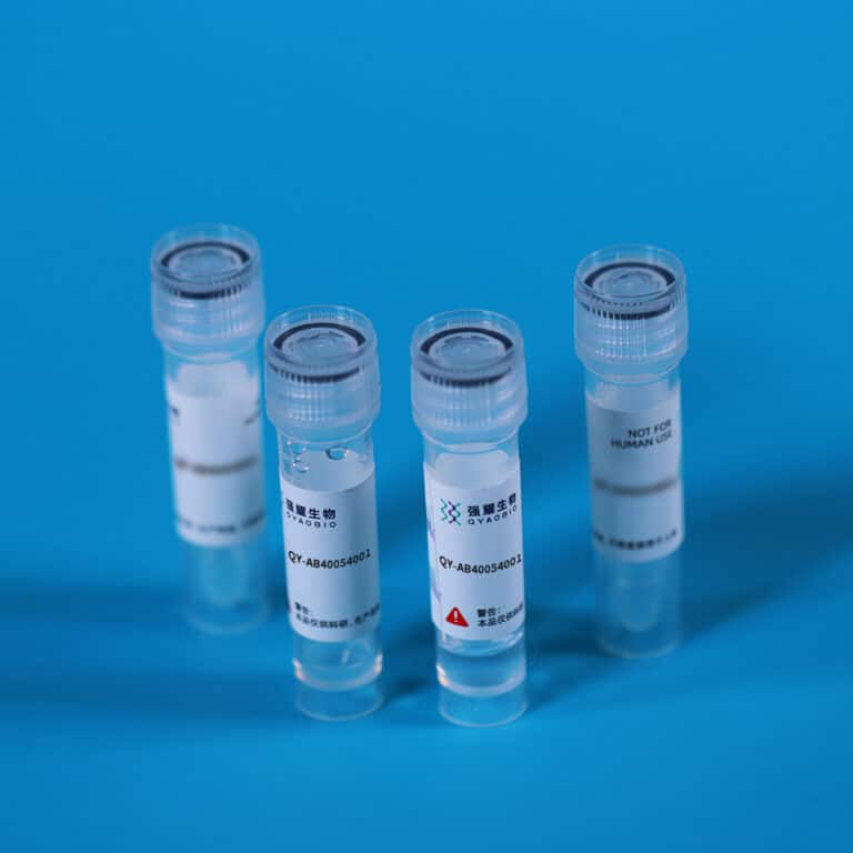 Isotype Control Antibodies - Isotype Control Antibody - QYAOBIO