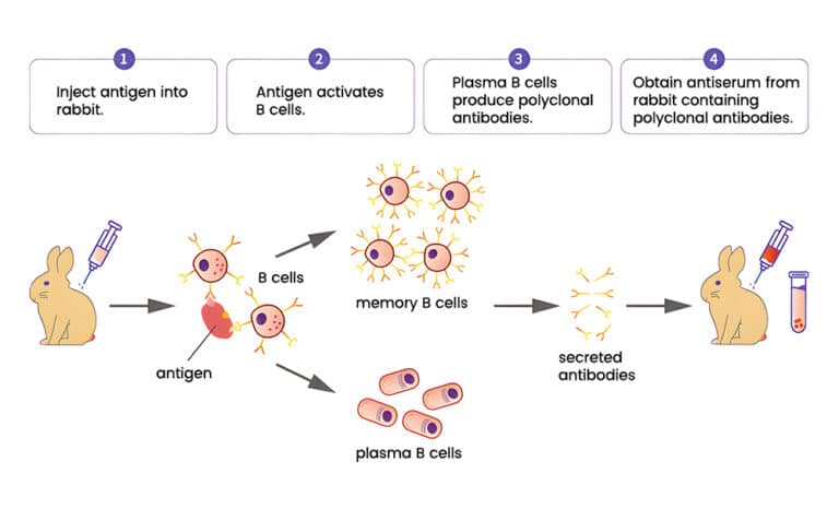 Polyclonal Antibody Production - Polyclonal Antibodies - QYAOBIO